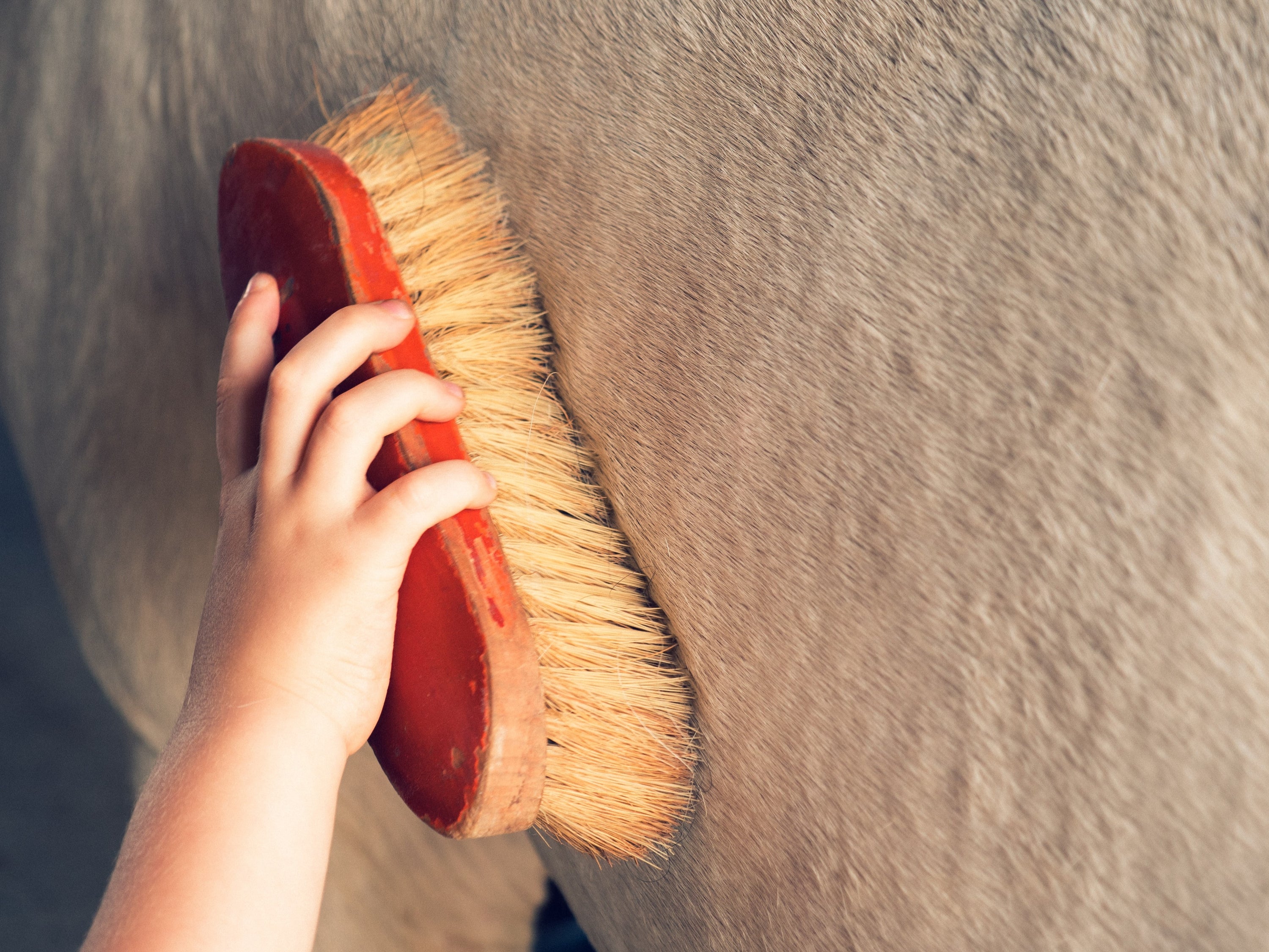 The Importance of Horse Brush Care and Cleaning Guide – Coromandel Equine